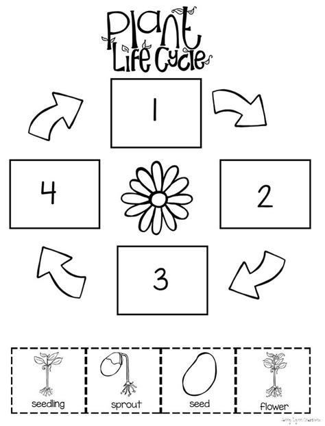 Life Cycle Of A Plant Kindergarten Lesson
