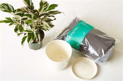 Learn How To Repot A Plant Without Killing It Brit Co Brit Co