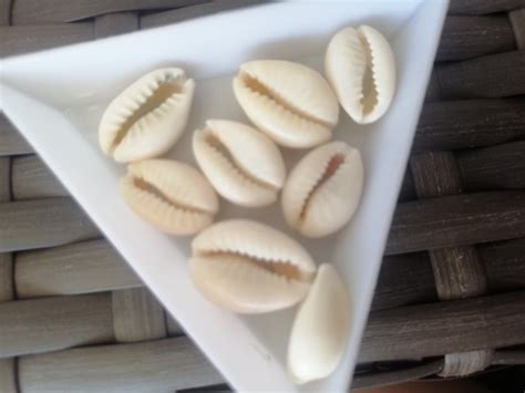 Kauri Schelpen Xonderdelen By Usx