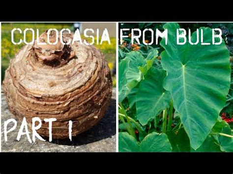 Growing Colocasia From Bulb Part 1 Planting The Bulb Youtube