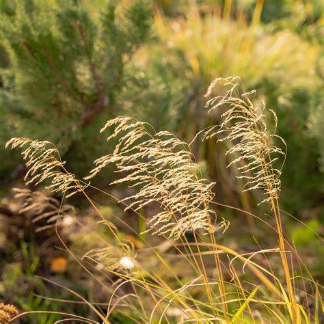 Seeds Tufted Hairgrass Deschampsia Cespitosa