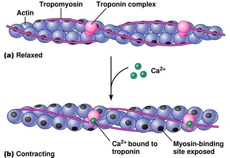 Troponin Complex And Three Regulatory Proteins Structure Outline