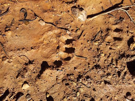 Comunidad De Foros De Apicultura Tejón Primeros Pasos