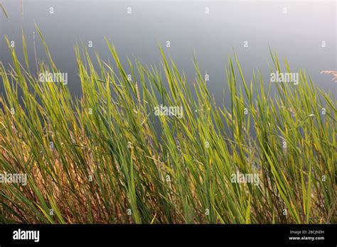 Summer Landscape With Cloudy Stormy Sky And Green Grass Natural Grass