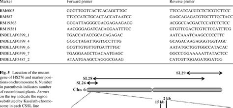 List Of Four Ssr And Wve Indel Markers And Their Primer Sequences Used Download Table