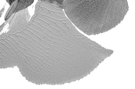 로르샤흐 잉크블롯 방법을 사용하여 흰색 백서 배경에 검은 흰색 추상 아크릴 페인팅 색상 텍스처 0명에 대한 스톡 사진 및 기타 이미지 Istock