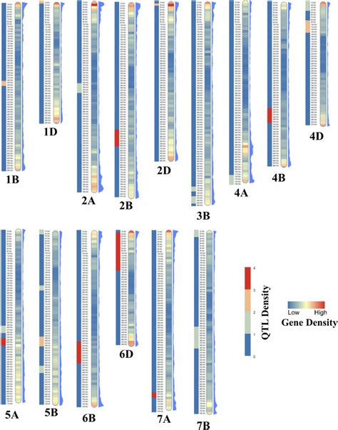 Heatmap Of Mqtls For Grain Yield And Rl On The Wheat Genome Based On