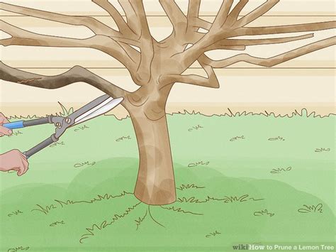 The Best Way To Prune A Lemon Tree WikiHow