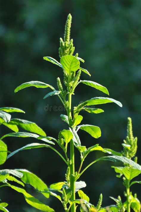 In Nature As A Weed Grows Common Amaranthus Stock Image Image Of