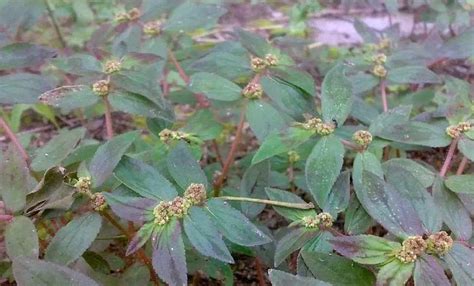 田裡的這種野草用來煮水喝，有消暑解熱、止咳化痰、利濕止癢作用 壹讀