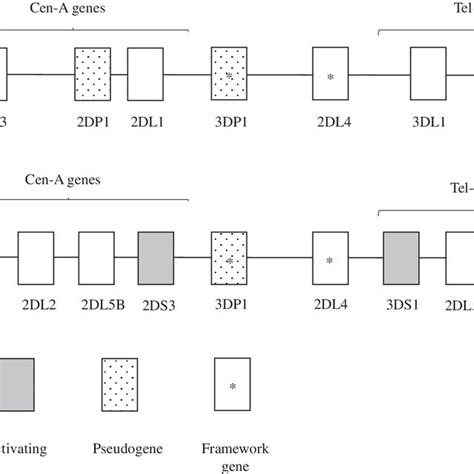 Representative Kir A And B Haplotype Combinations Download Scientific Diagram
