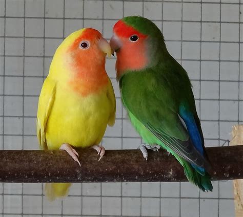 Yellow Peach Faced Lovebirds