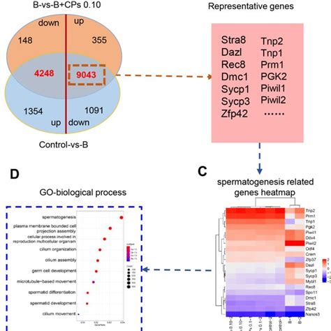 Differentially Expressed Genes Degs Involved In Spermatogenesis A