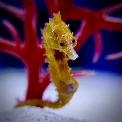 4 Dwarf Seahorses Captive Bred Hippocampus Zosterae Alyssas Seahorse