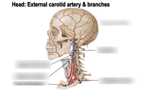 External Carotid Artery Branches 3 Diagram Quizlet