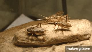 Crickets Chipping Away On Make A 