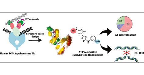 Dna Replication Topoisomerase Function