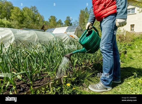 Watering Garlic From A Watering Can Crop Care In The Garden Stock