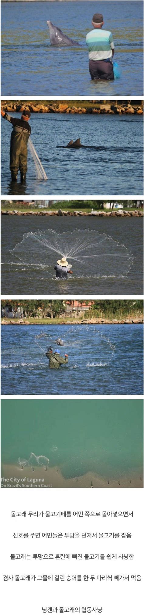 돌고래가 숭어떼를 어민에게 몰고 간 이유 자유게시판 라이브스코어 라이브맨 실시간 라이브스코어 토토사이트 추천 꽁머니 먹튀검증 커뮤니티 안전놀이터 추천 배당흐름