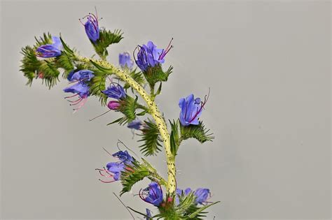 Bunga Bunga Kepala Ular Biasa Biru Foto Gratis Di Pixabay Pixabay