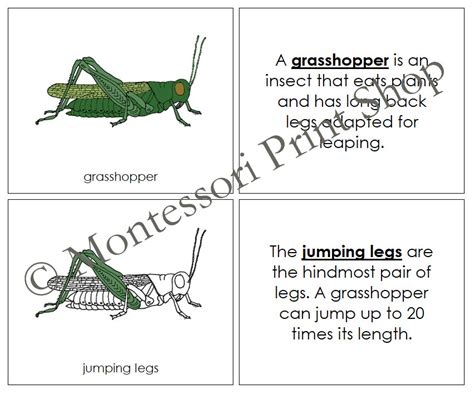 Parts Of A Grasshopper Book Montessori Nomenclature Made By Teachers