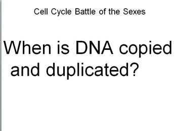 Cell Cycle And Mitosis Battle Of The Sexes By Beverly Biology TPT