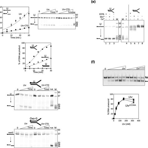 Detection And Removal Of Uracil In Dna By Base Excision Repair Pathway Download Scientific