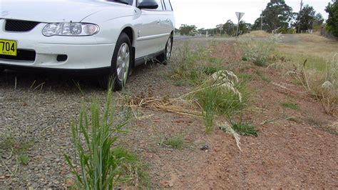 Grasses Offer Important Clues On Cereal Rust Pathogens Groundcover
