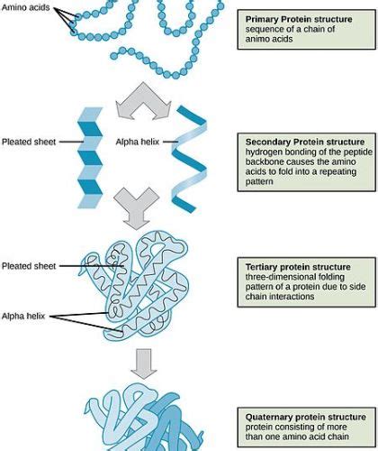 Difference Between Primary Secondary And Tertiary Structure Of Protein