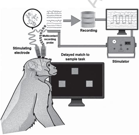 Figure 3 From Cholinergic Deep Brain Stimulation For Memory And