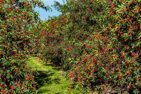 Methods Of Artificial Pollination Artificial Pollination