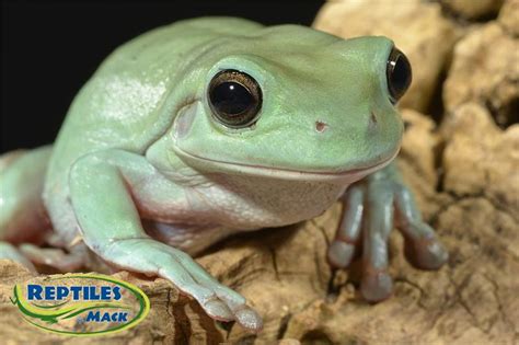 Whites Tree Frog Sheet Reptiles By Mack