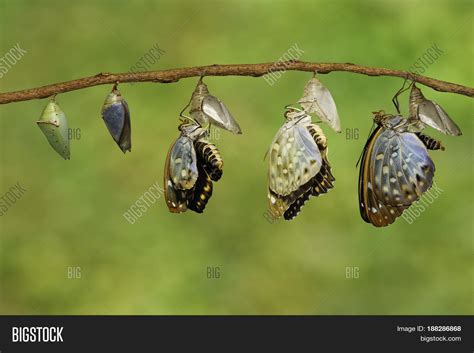 Transformatin Common Image And Photo Free Trial Bigstock