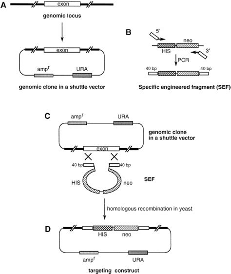 Generating Dna Targeting Vectors For Targeted Mutagenesis In Mouse Download Scientific Diagram