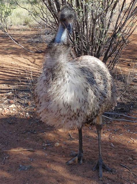 Emu Ausemade
