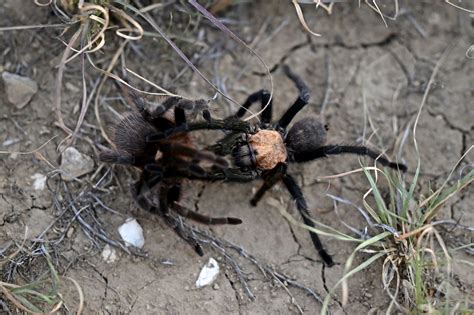 Photos 2022 Tarantula Mating Migration In Southern Colorado