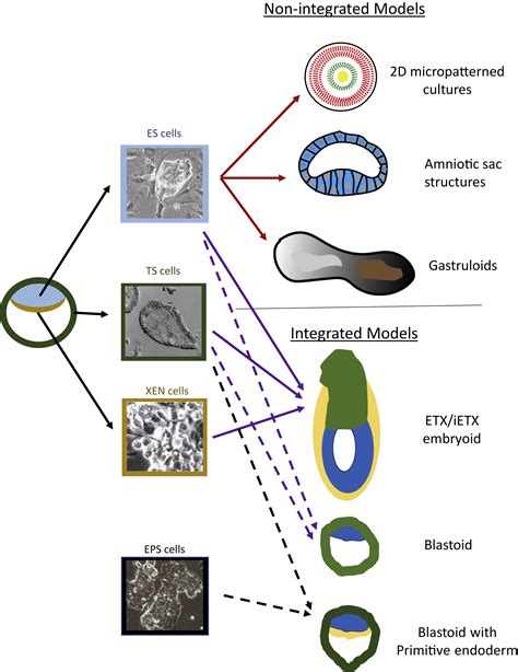 Opportunities And Challenges With Stem Cell Based Embryo Models Stem Cell Reports