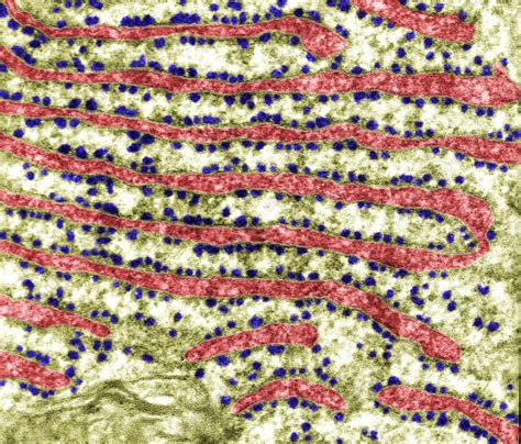 Rough Endoplasmic Reticulum Tem Stock Image C057 6551 Science Photo Library