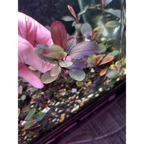旭日 辣椒榕 圓葉NEO 蝦皮購物