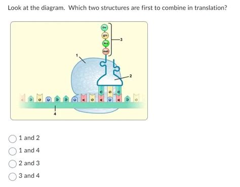 Look At The Diagram Which Two Structures Are First To Combine In Translation Diagram Showing