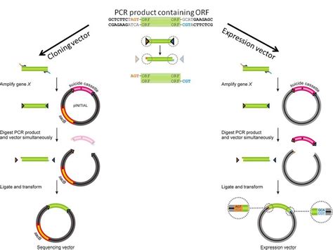Dentrodabiblia Cloning Vector