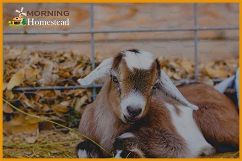 Best Goat Wormerdewormer Medicine That Stops Parasites In Their Tracts
