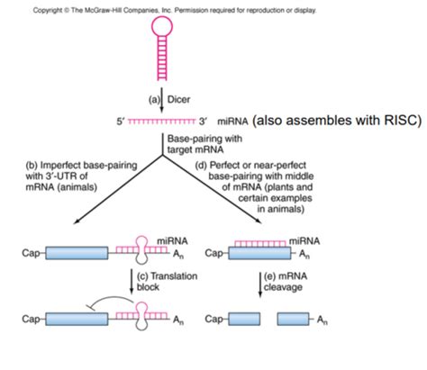 Genetics Exam 4 Practice Exams Flashcards Quizlet