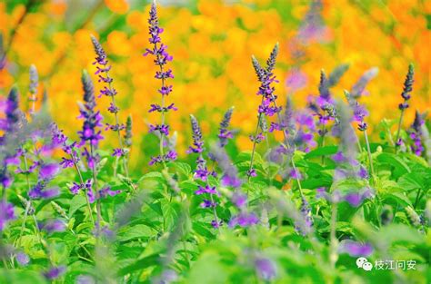 枝江同心花海秋百花季已盛装绽放9月24日将正式开园纳客