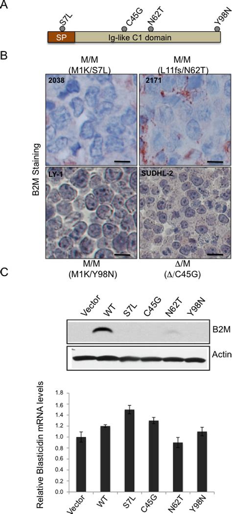 Combined Genetic Inactivation Of Beta2 Microglobulin And Cd58 Reveals