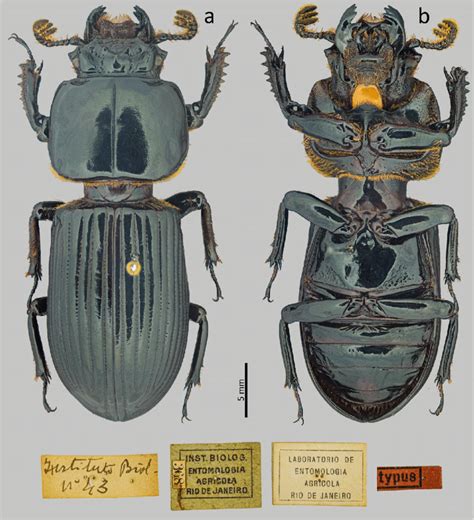Passalus Pertinax Gravelyi Type A Dorsal Habitus B Ventral