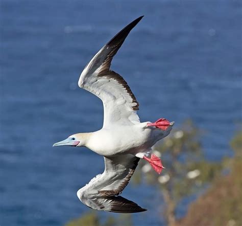 Red Footed Booby Diving