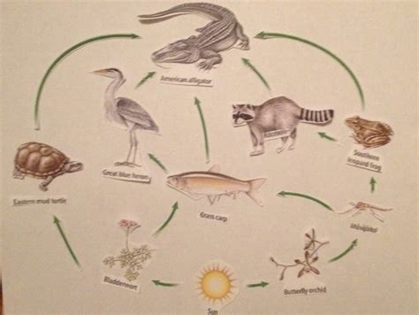 Everglades Food Web