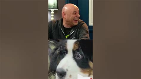 შეშინებული ლეკვი 230 Youtube