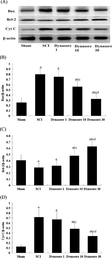 Effects Of Dynasore On Bax Bcl 2 And Cyt C Expressions At 3 Days
